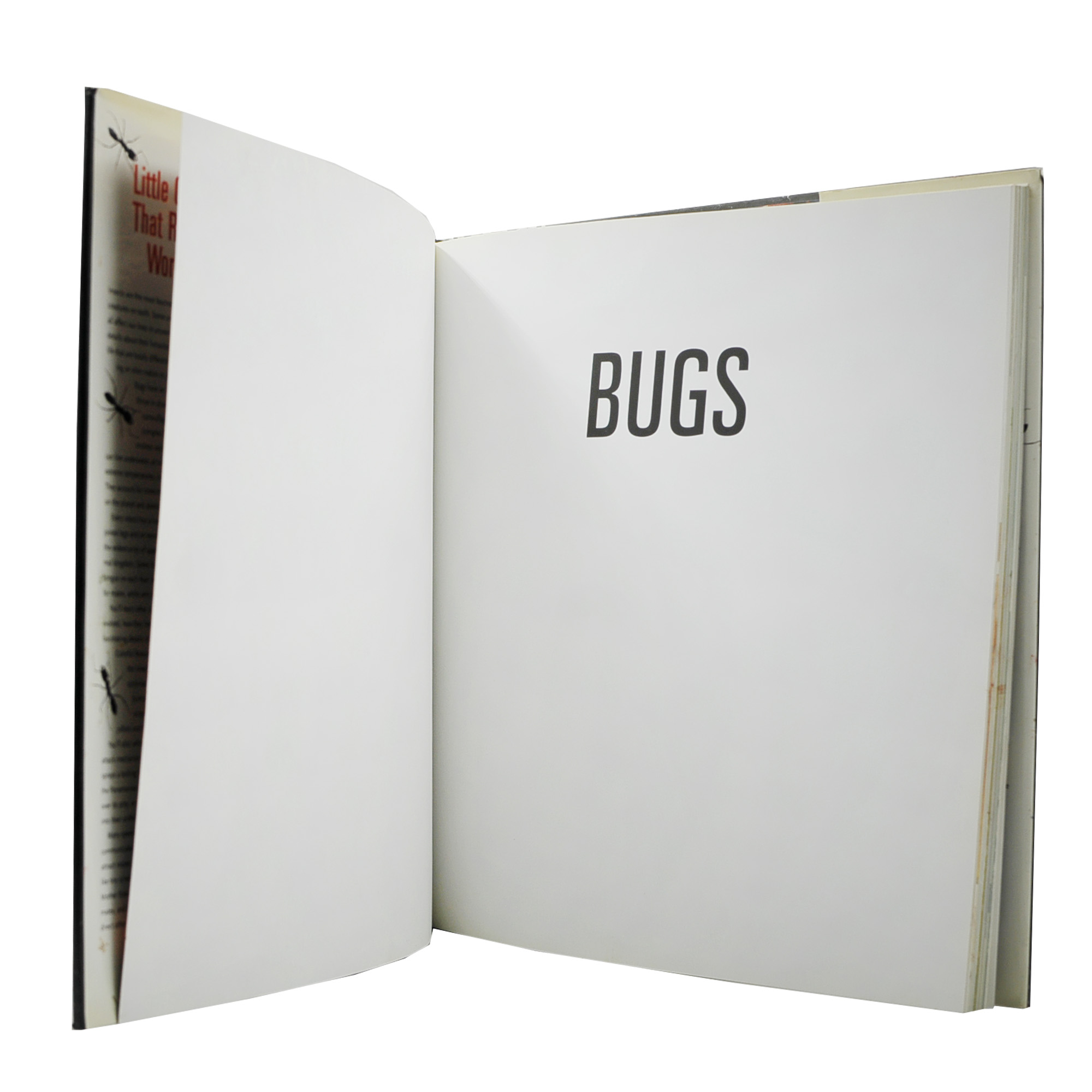 Bugs. Insects, Spiders, Centipedes, Millipedes and Other Closely ...